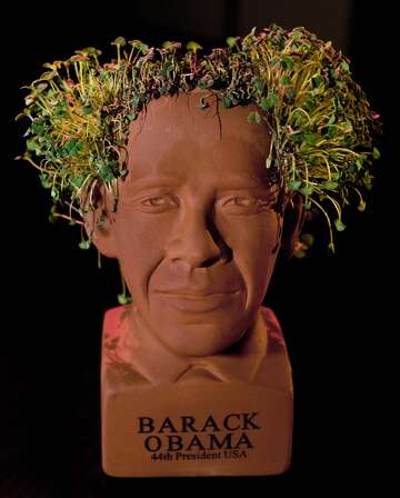 Chia Pet company head says Chia Donald Trump most popular item of the year