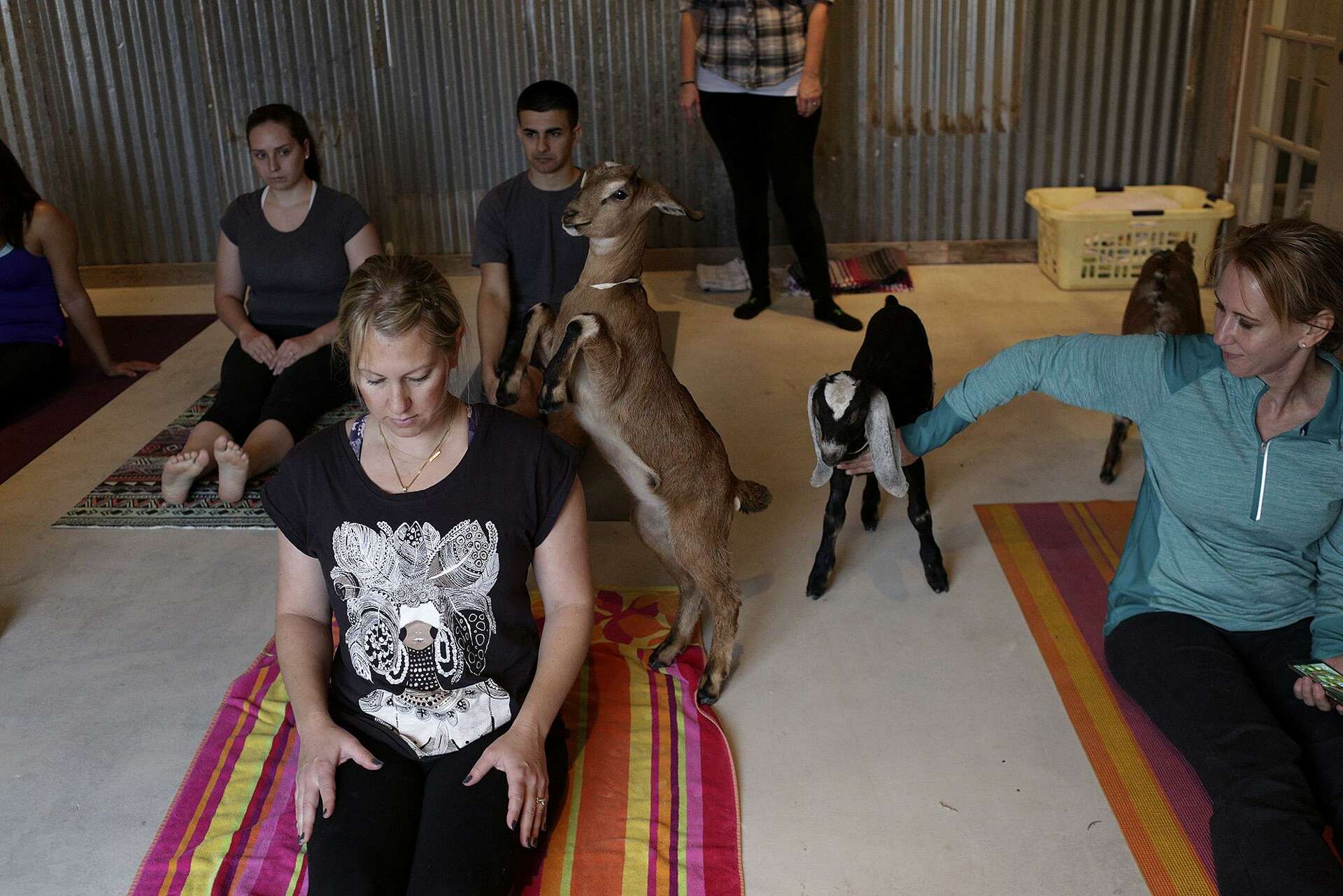 Mixing goats with yoga? Not baaad
