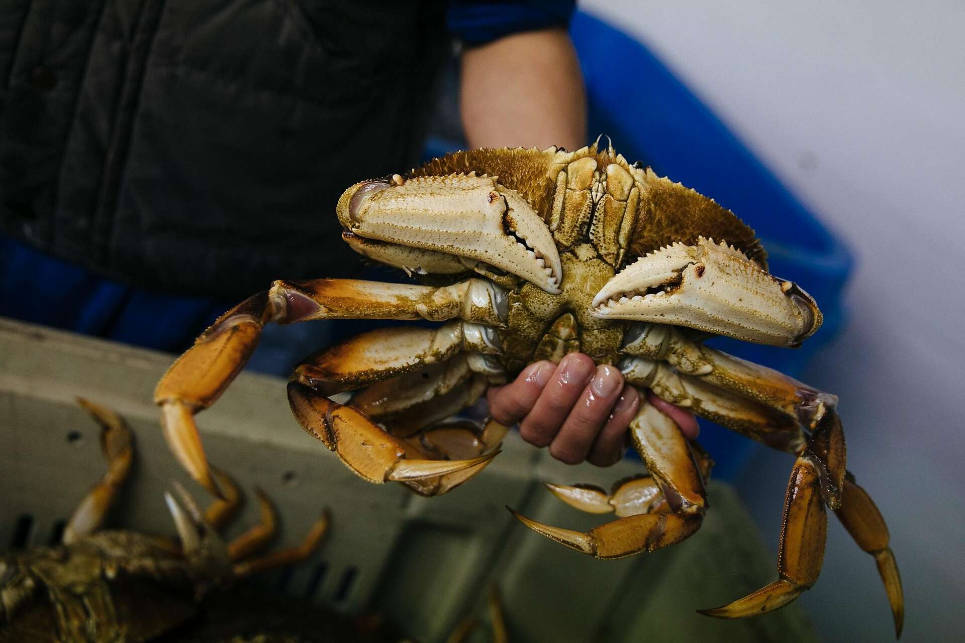 Dungeness crab season begins in the Bay Area