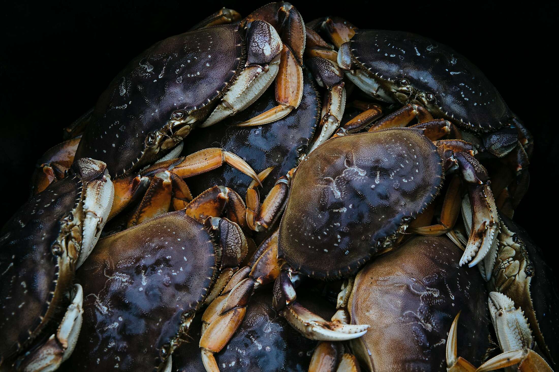 Dungeness crab season begins in the Bay Area