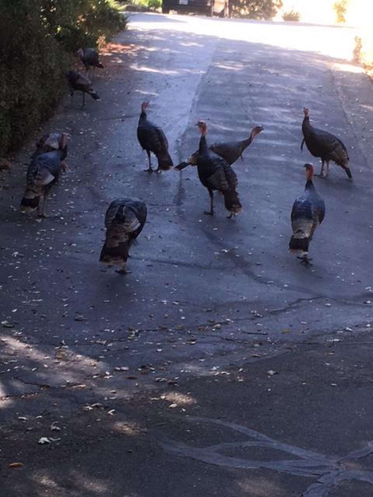 Wild turkeys thriving in the Bay Area suburbs, pooping everywhere and ...