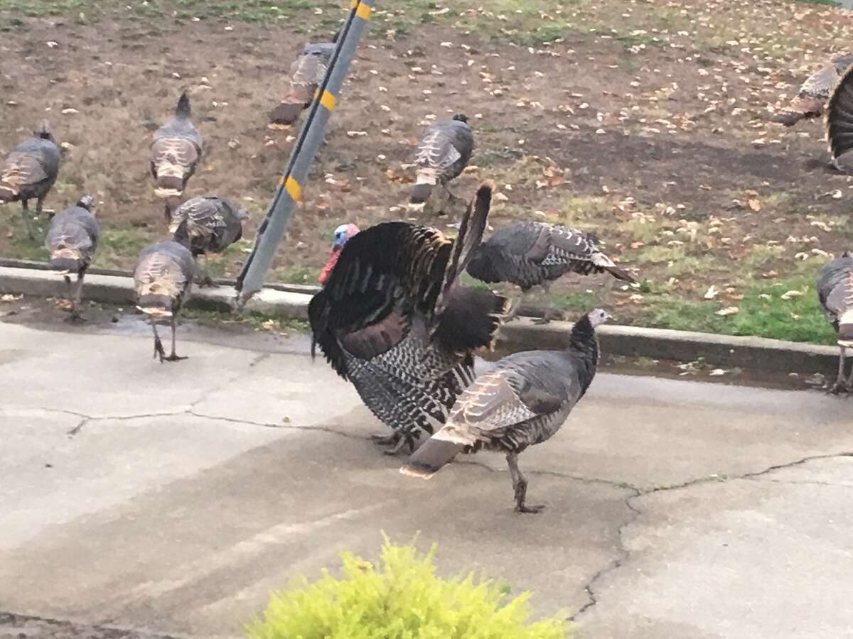 How do lady turkeys pick their guys?