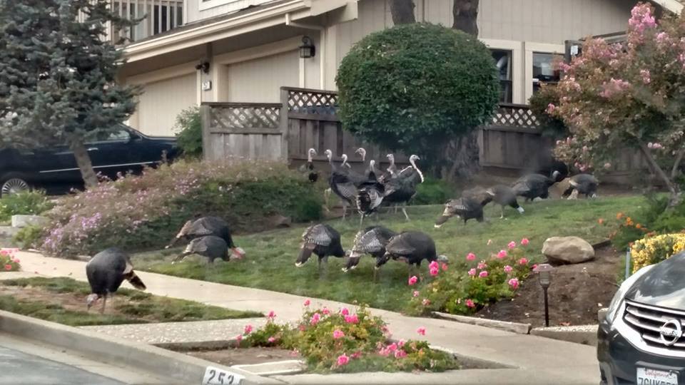 Wild turkeys thriving in the Bay Area suburbs, pooping everywhere and ...