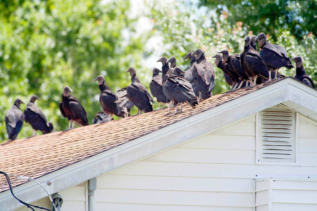 Reader photos: Wild turkeys Bay Area