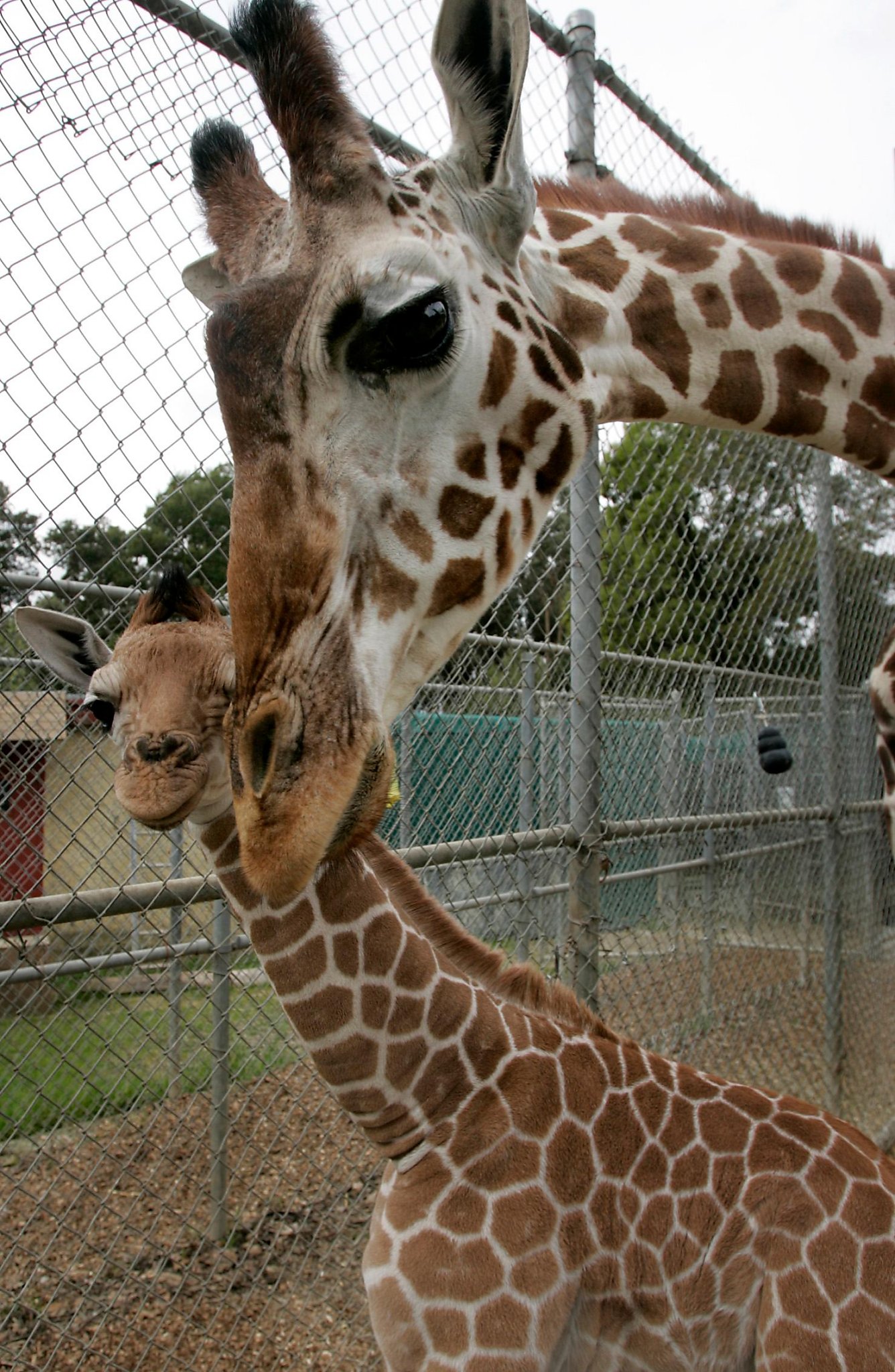 Oakland giraffe famous for her custom-made coat dies