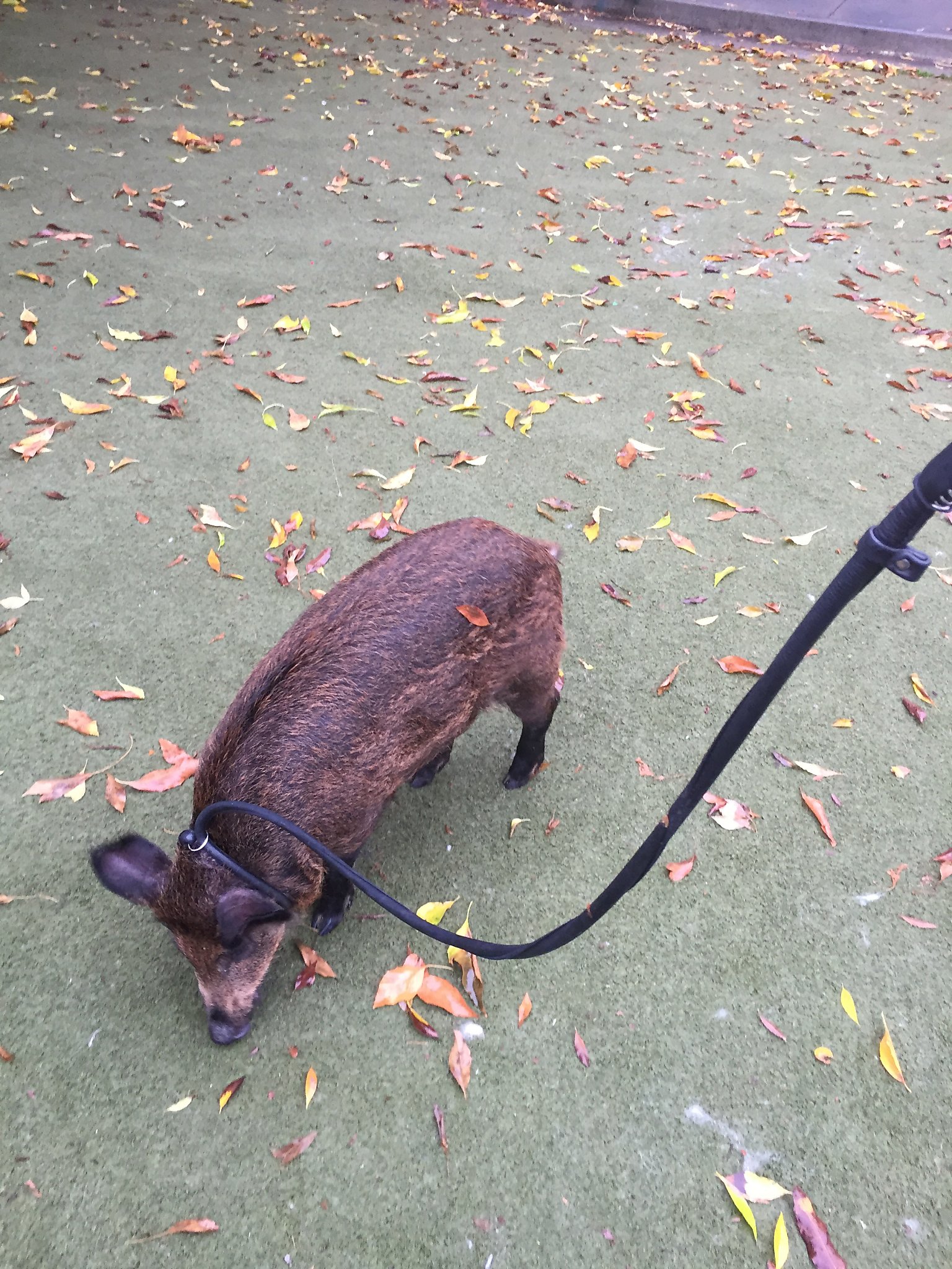 SF agency seeking home for adopted wild boar