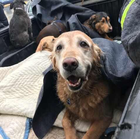 Update: All pups found after truck full of dogs crashes into SF home