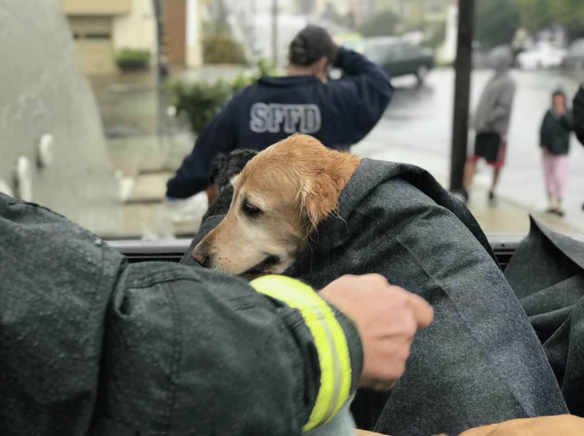 Update: All pups found after truck full of dogs crashes into SF home