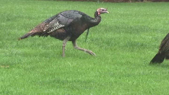 Wild turkeys thriving in the Bay Area suburbs, pooping everywhere and ...