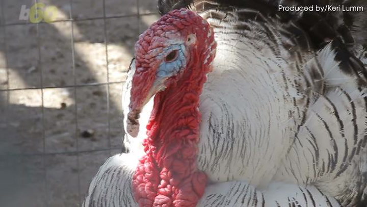 How do lady turkeys pick their guys?