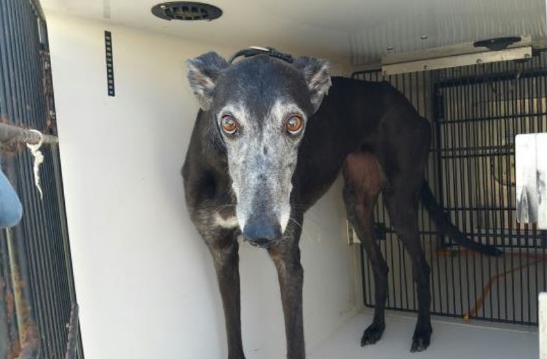 After owner dies, dog survives weeks before being rescued