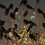 'Just like Millennials': Raven, crow populations have exploded in the ...