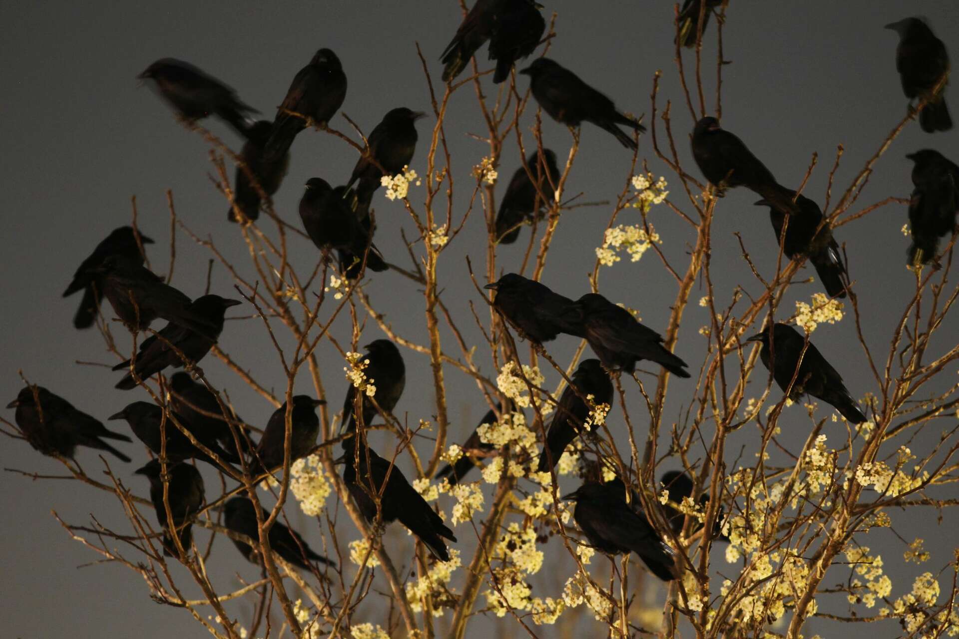 'Just like Millennials': Raven, crow populations have exploded in the ...