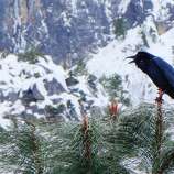 'Just like Millennials': Raven, crow populations have exploded in the ...