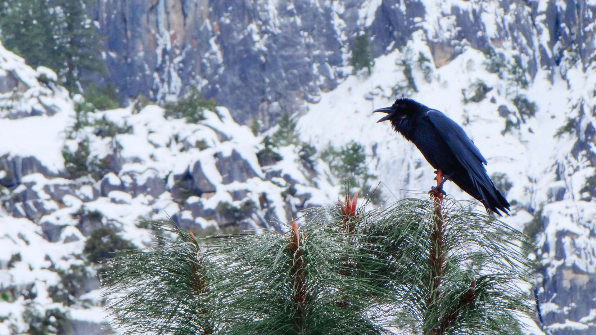 'Just like Millennials': Raven, crow populations have exploded in the ...