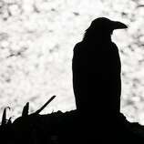 'Just like Millennials': Raven, crow populations have exploded in the ...