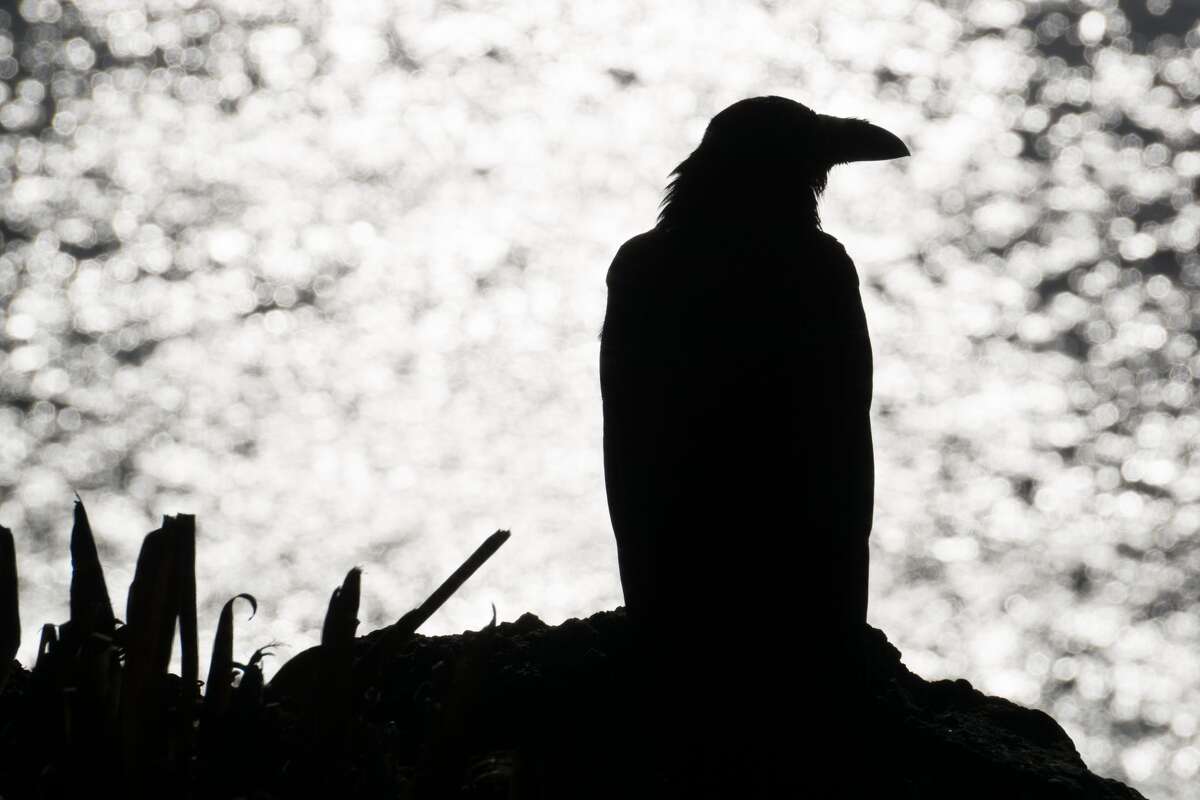 'Just like Millennials': Raven, crow populations have exploded in the ...