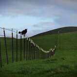 'Just like Millennials': Raven, crow populations have exploded in the ...