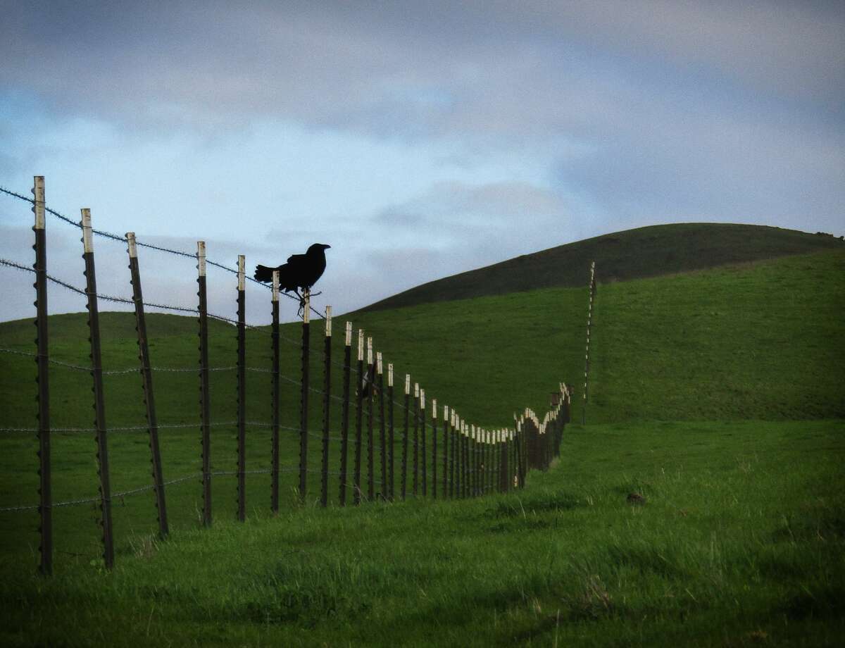 'Just like Millennials': Raven, crow populations have exploded in the ...