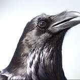 'Just like Millennials': Raven, crow populations have exploded in the ...