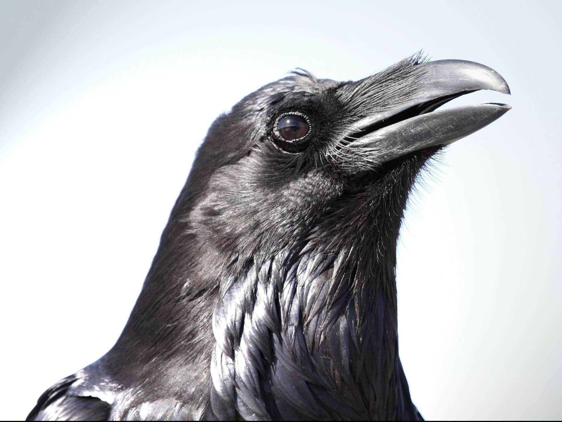 'Just like Millennials': Raven, crow populations have exploded in the ...