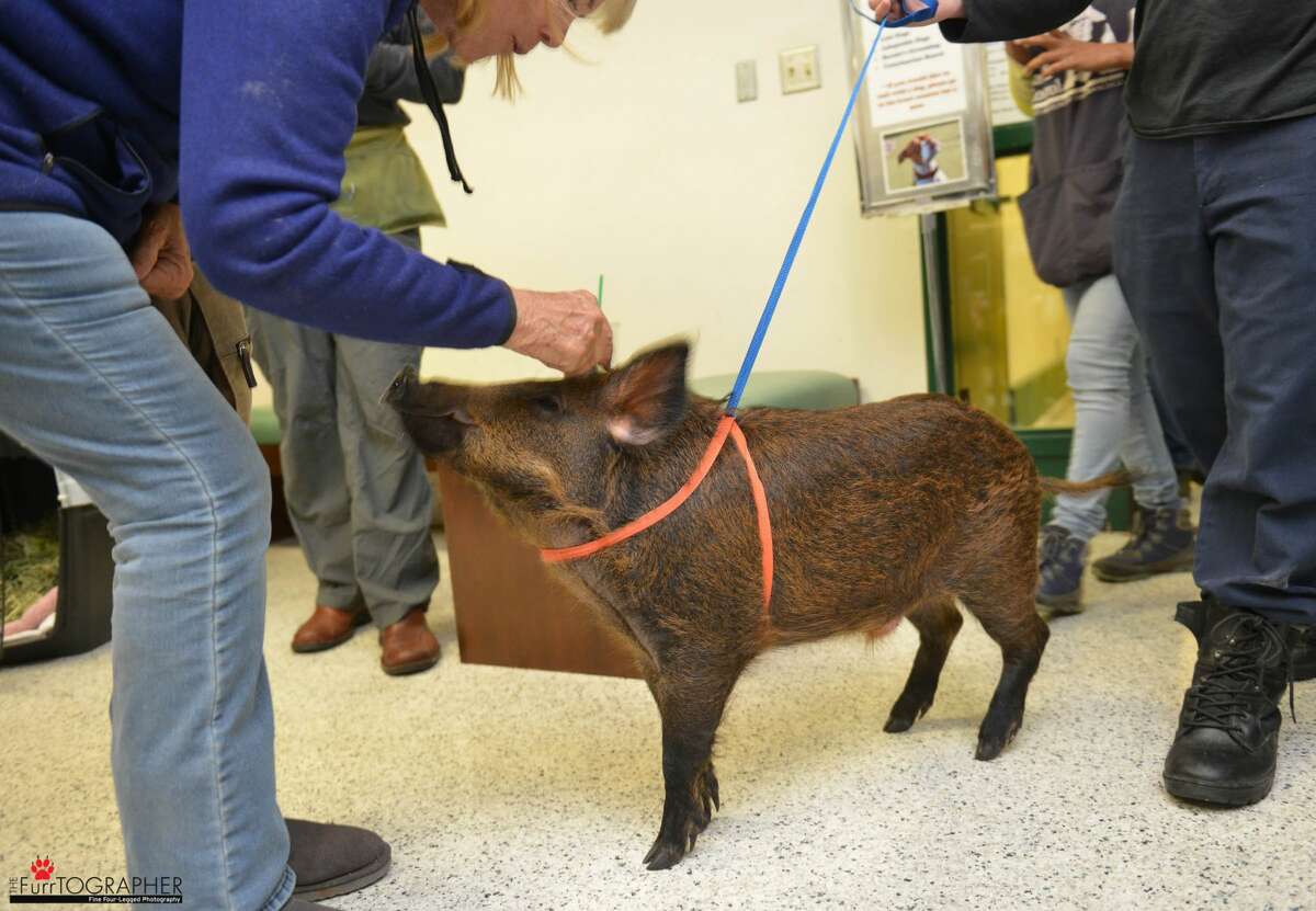 Update: Wild boar kept as SF house pet finds new, more suitable home