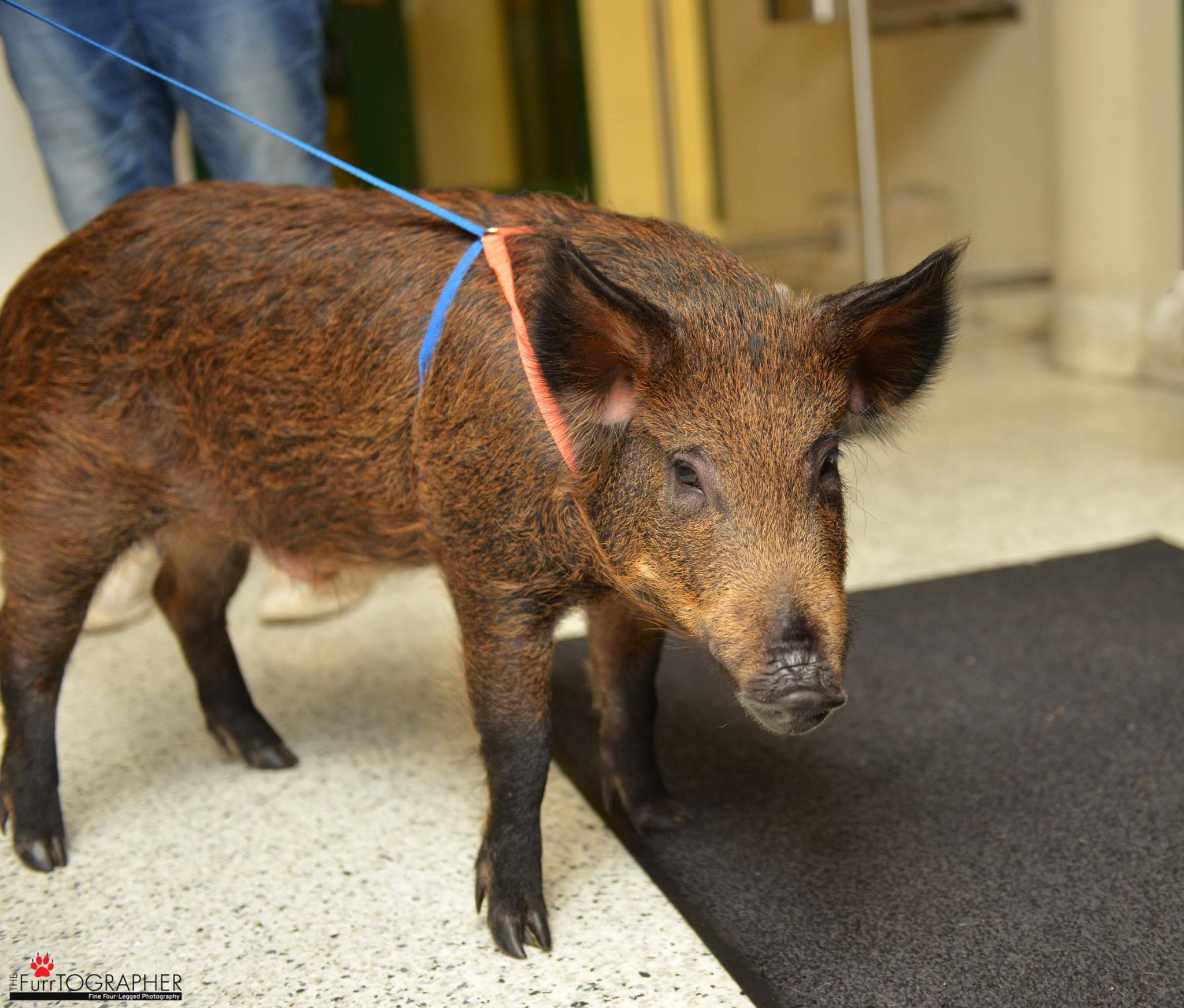 Pet Wild Boar