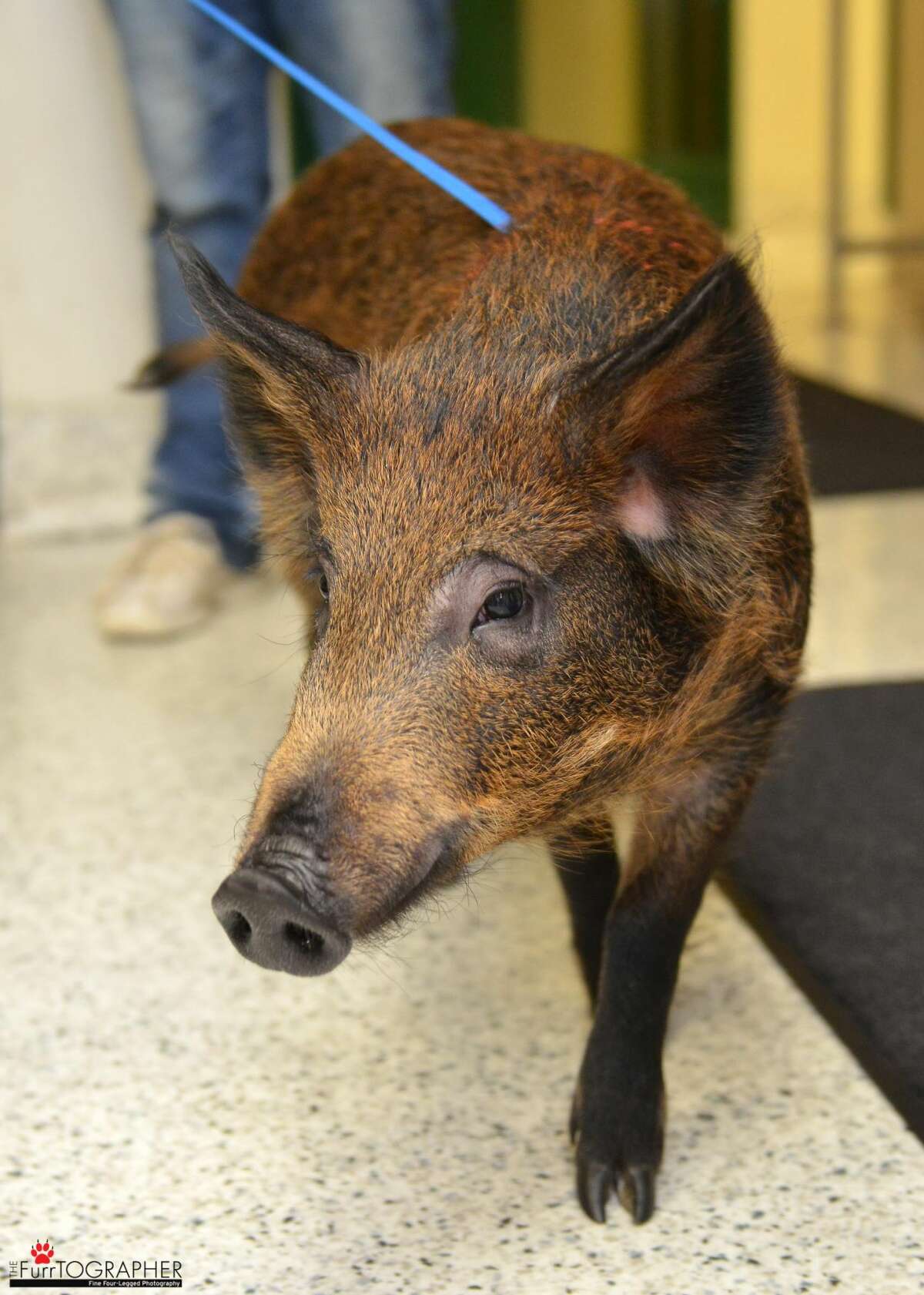 Update: Wild boar kept as SF house pet finds new, more suitable home