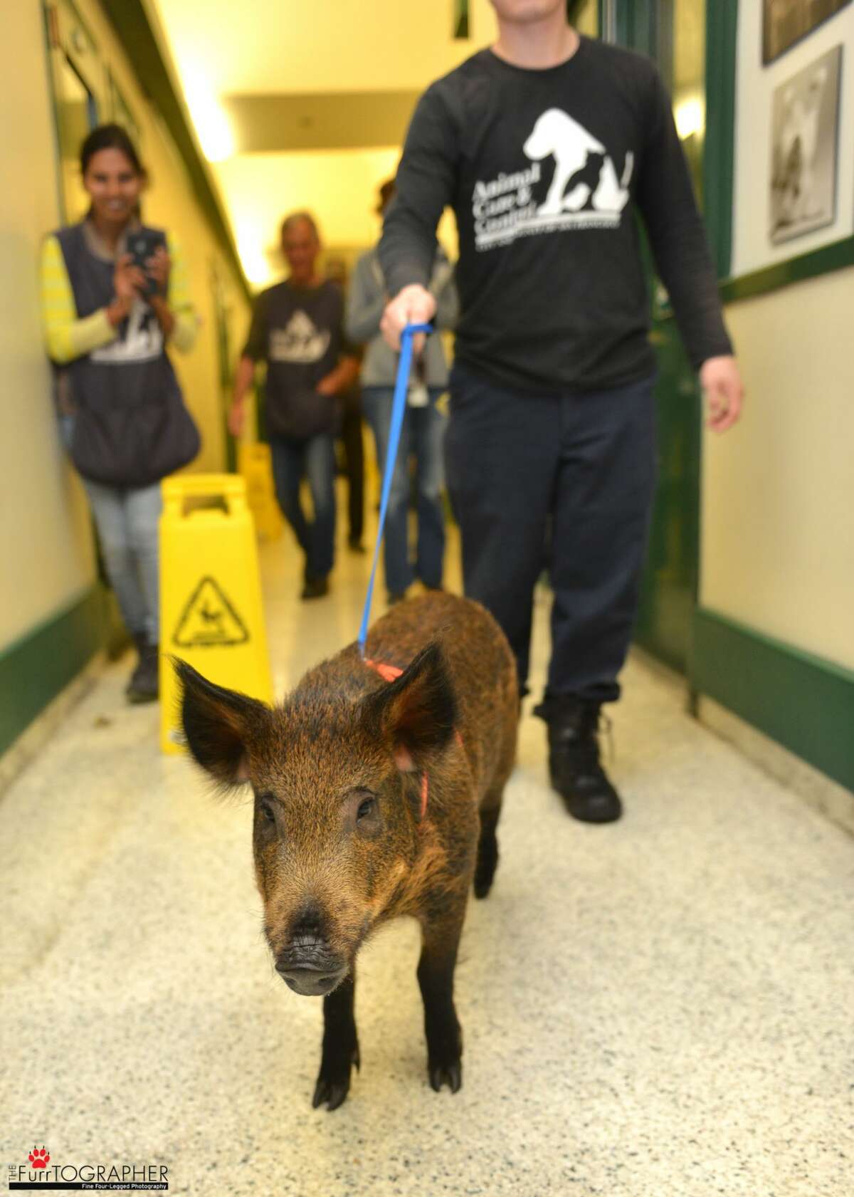 Update: Wild boar kept as SF house pet finds new, more suitable home