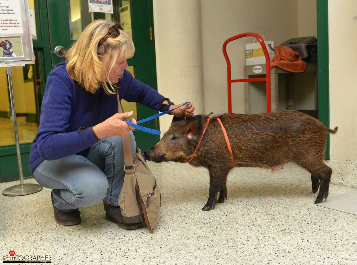 Update: Wild boar kept as SF house pet finds new, more suitable home