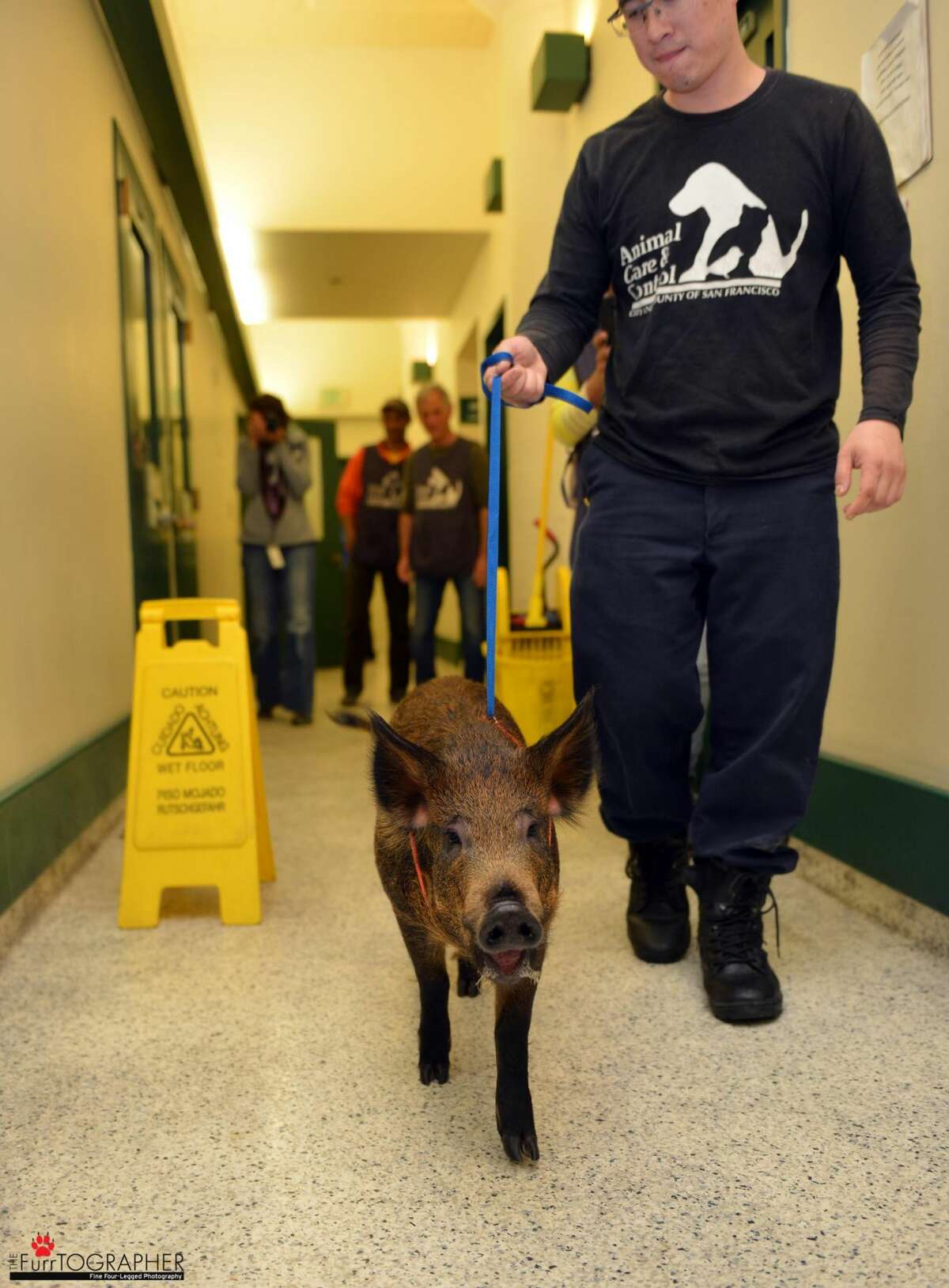 Update: Wild boar kept as SF house pet finds new, more suitable home