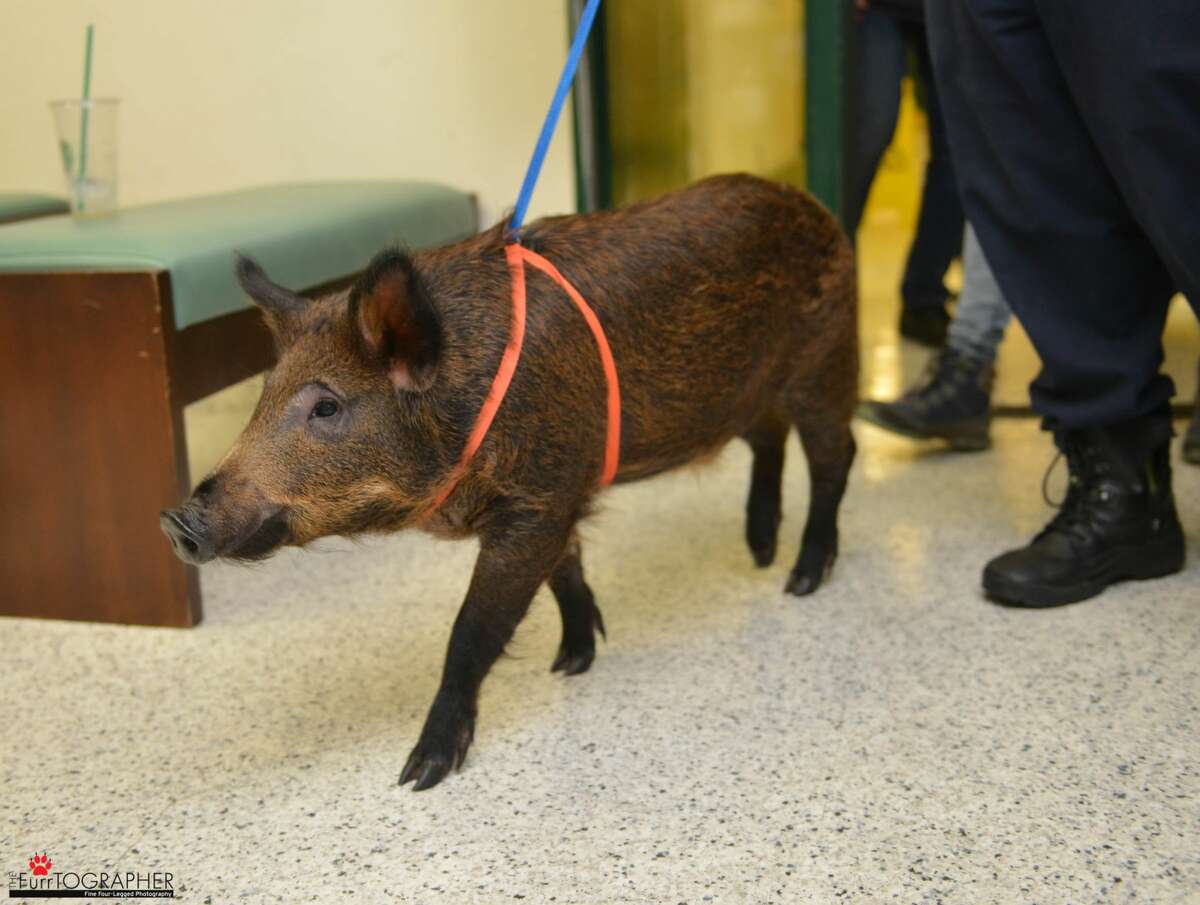 Update: Wild boar kept as SF house pet finds new, more suitable home