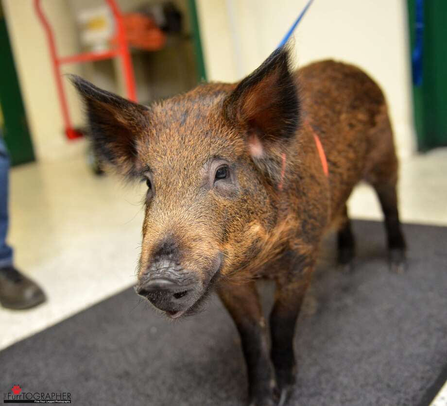 Update: Wild boar kept as SF house pet finds new, more suitable home ...