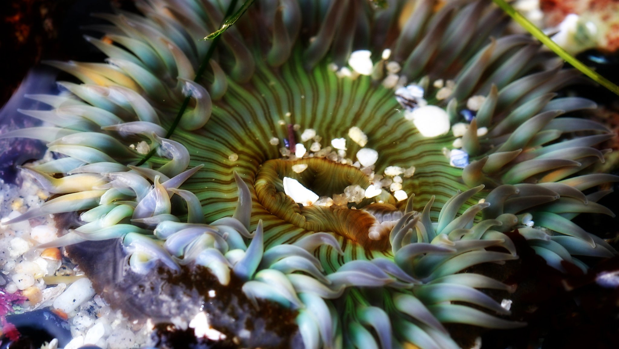 Earth’s first life-forms played it cool in deep ocean, Stanford study finds