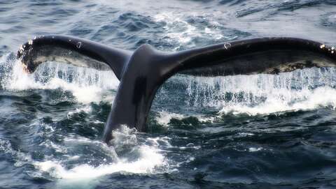 Whale of a time for whale watching