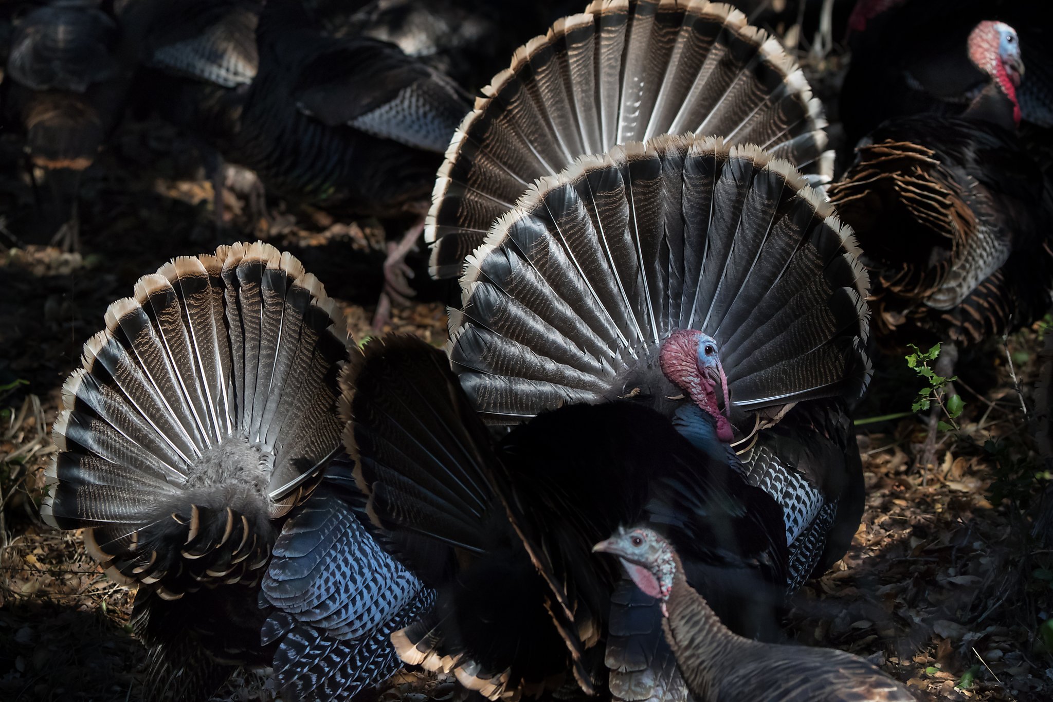 Aggressive turkeys lurking outside Concord hospital are becoming a real ...