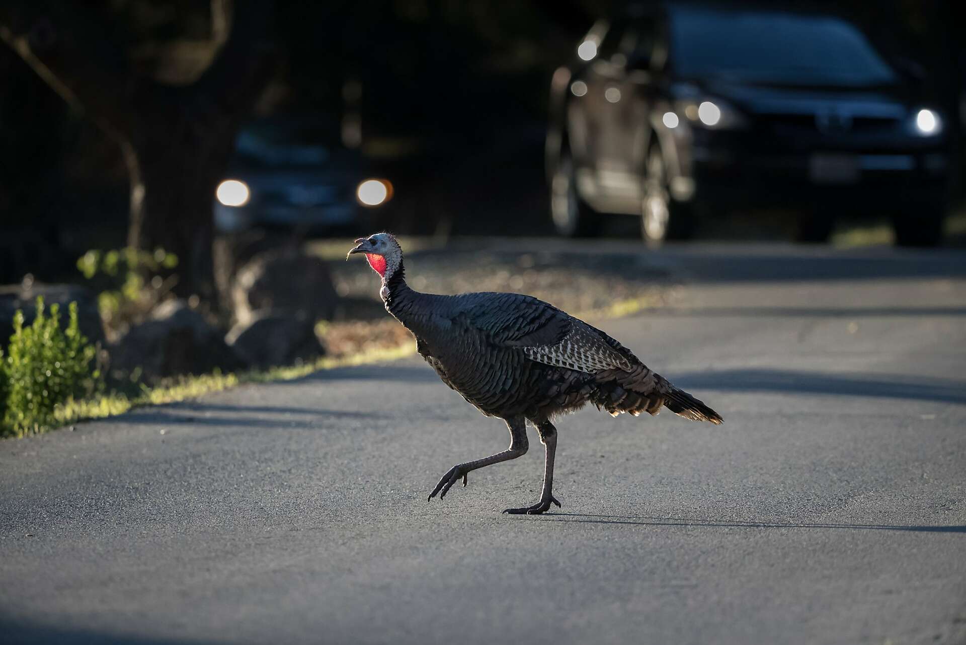 Wild turkeys take to suburban living in the East Bay