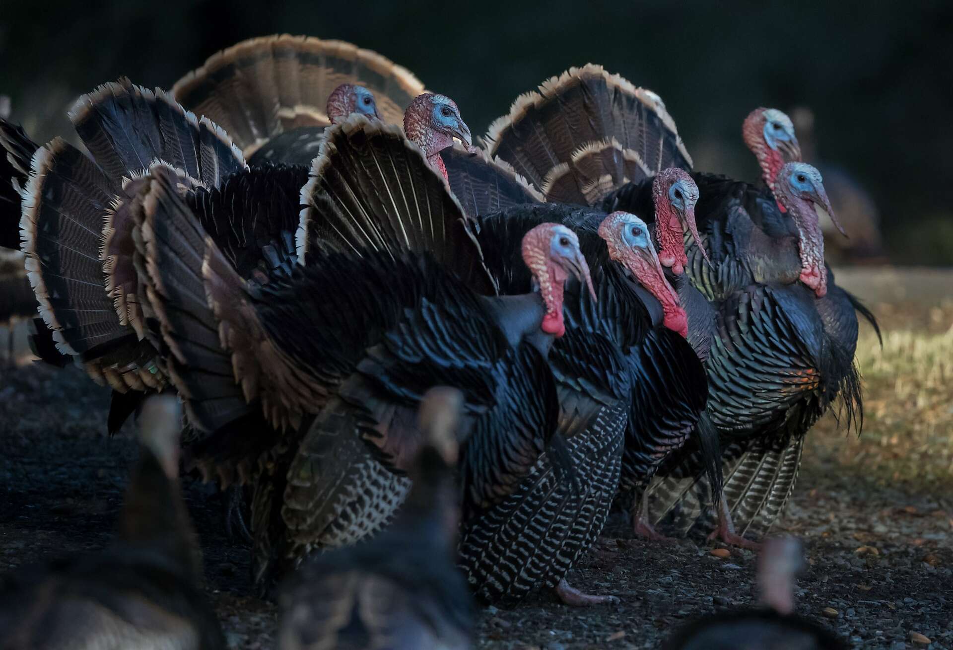 Wild turkeys take to suburban living in the East Bay