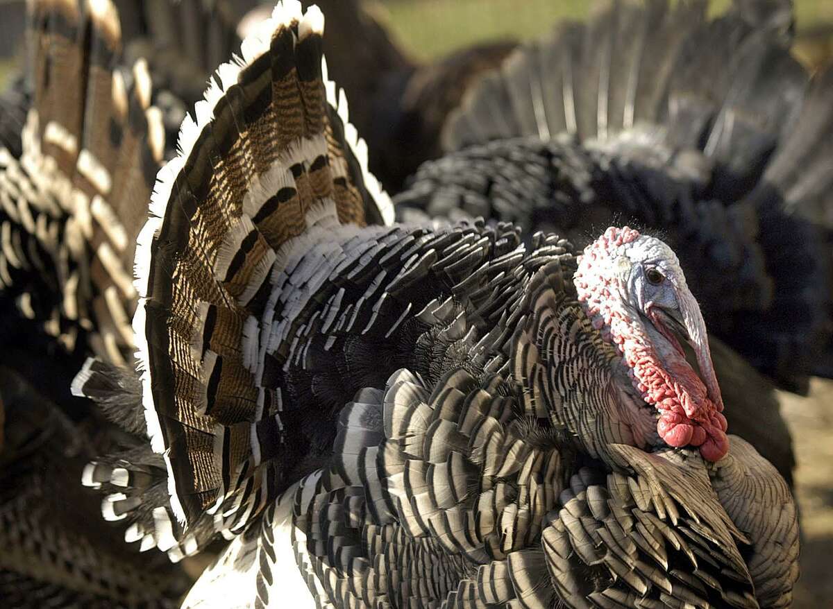 Gourmands seek heritage turkeys for animal welfare, taste, but experts ...