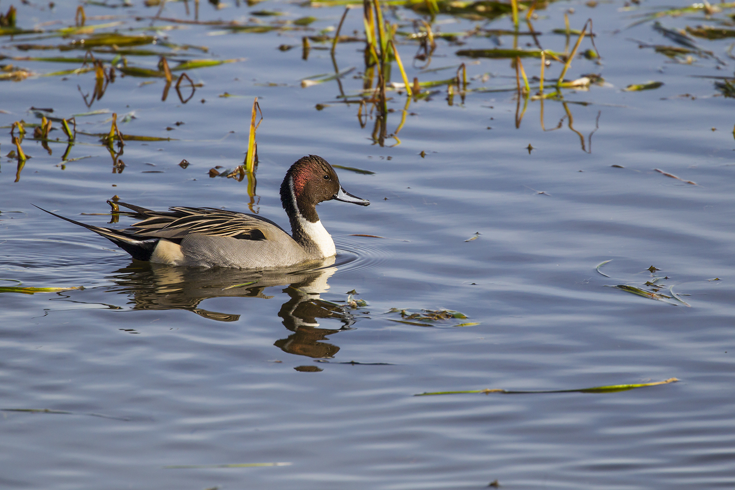 Sheldon Lake State Park offers birds a safe winter haven