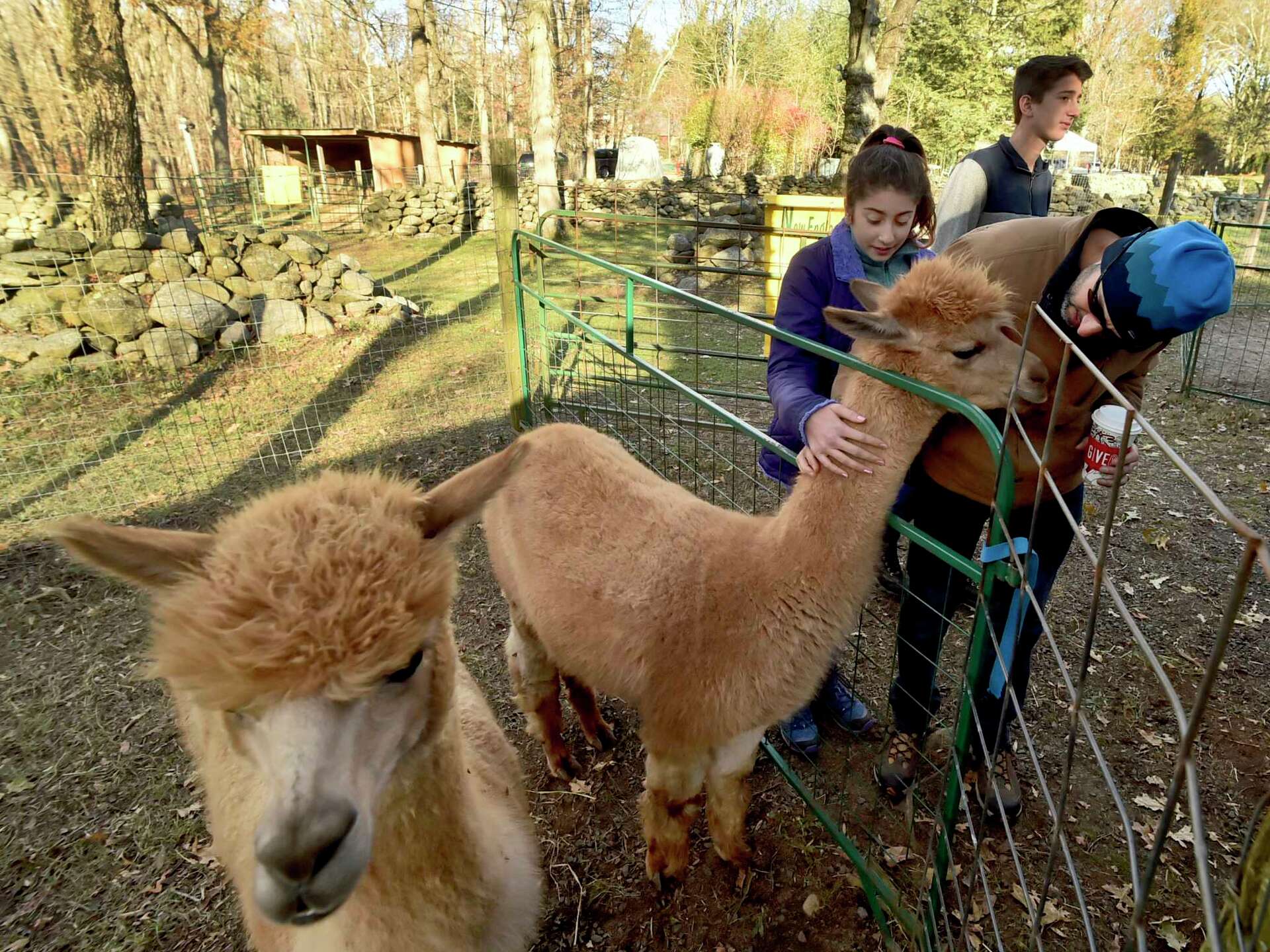 16 places to hang out with llamas and alpacas in Connecticut