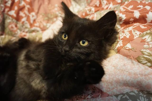 Ferrari the cat needs a home