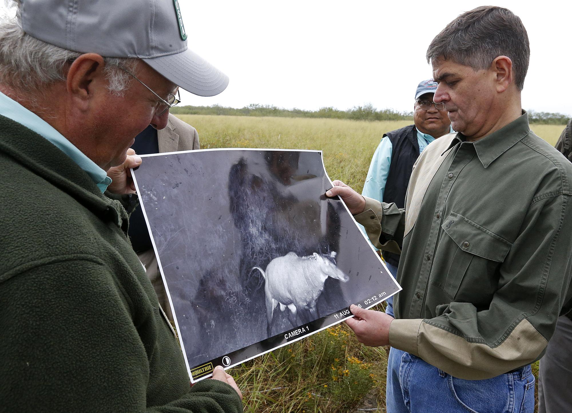 Rio Grande Valley worm seen as breakthrough in cattle fever tick ...