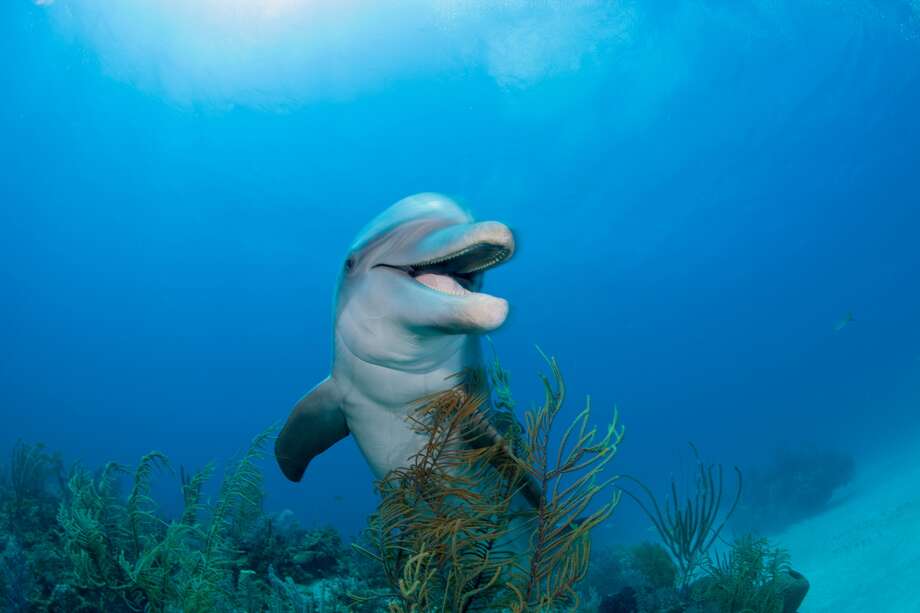 Apparently dolphins like to get high by chewing on pufferfish - SFGate