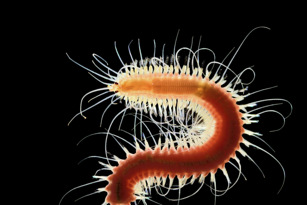 Mid-Atlantic Treasures from bioGraphic