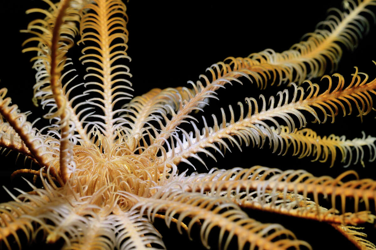 Mid-Atlantic Treasures from bioGraphic