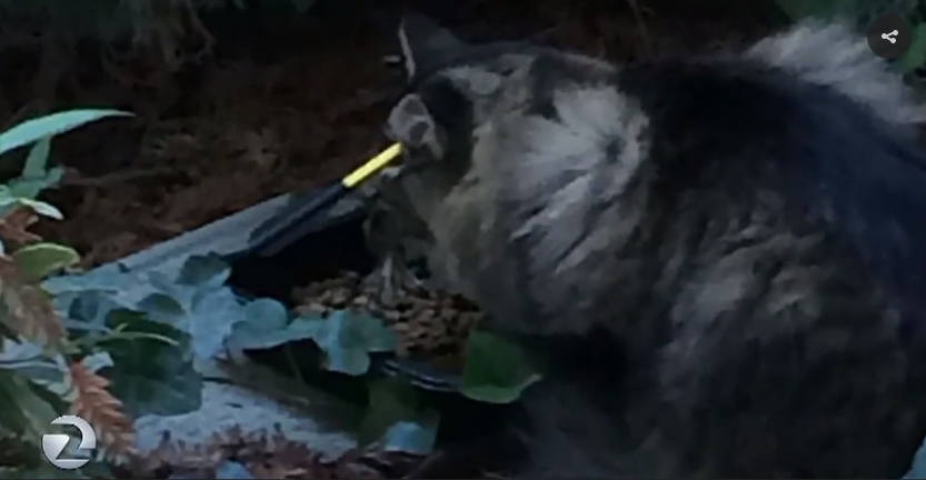 Series of crossbow attacks on cats worry San Jose residents, officials