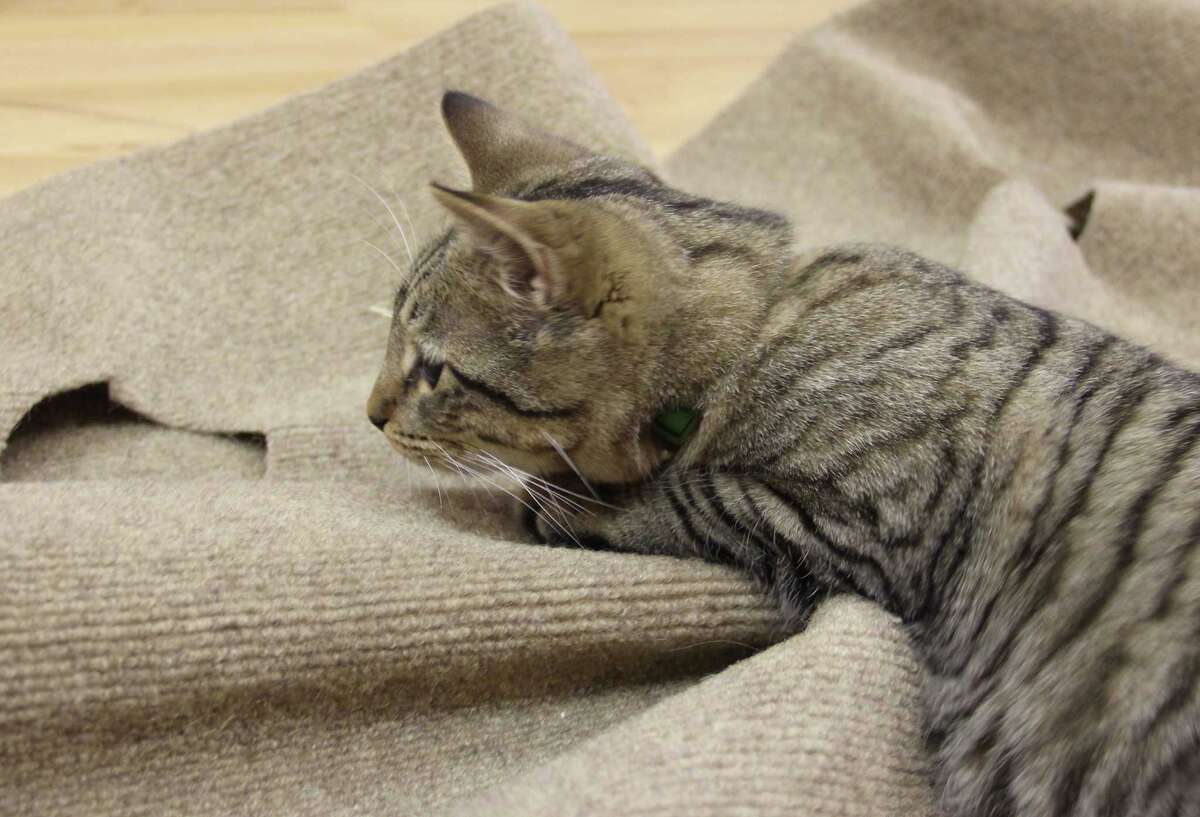 Mew Haven Cat Cafe now officially open in New Haven