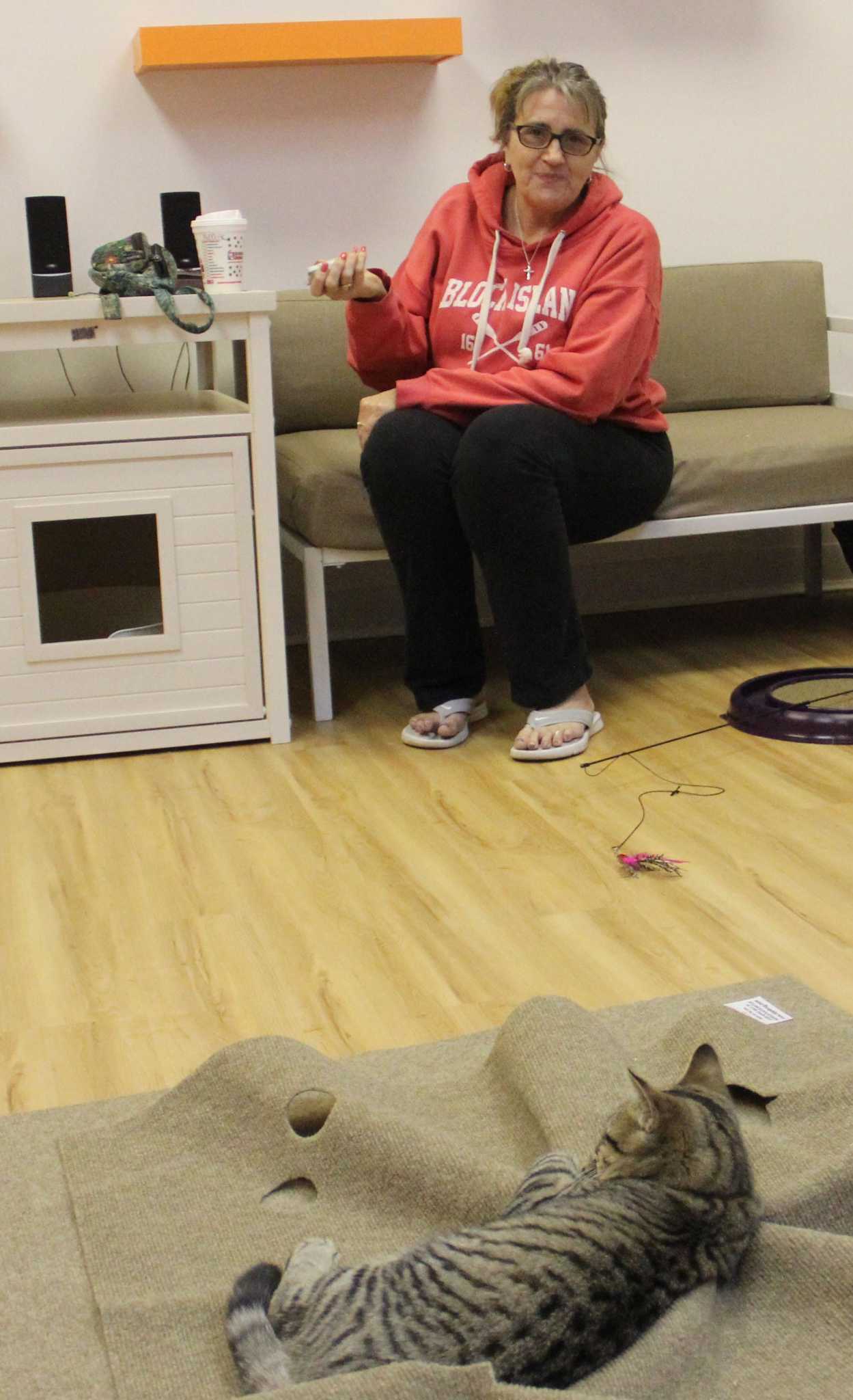 Cat cafe opens in New Haven’s Westville neighbhorhood