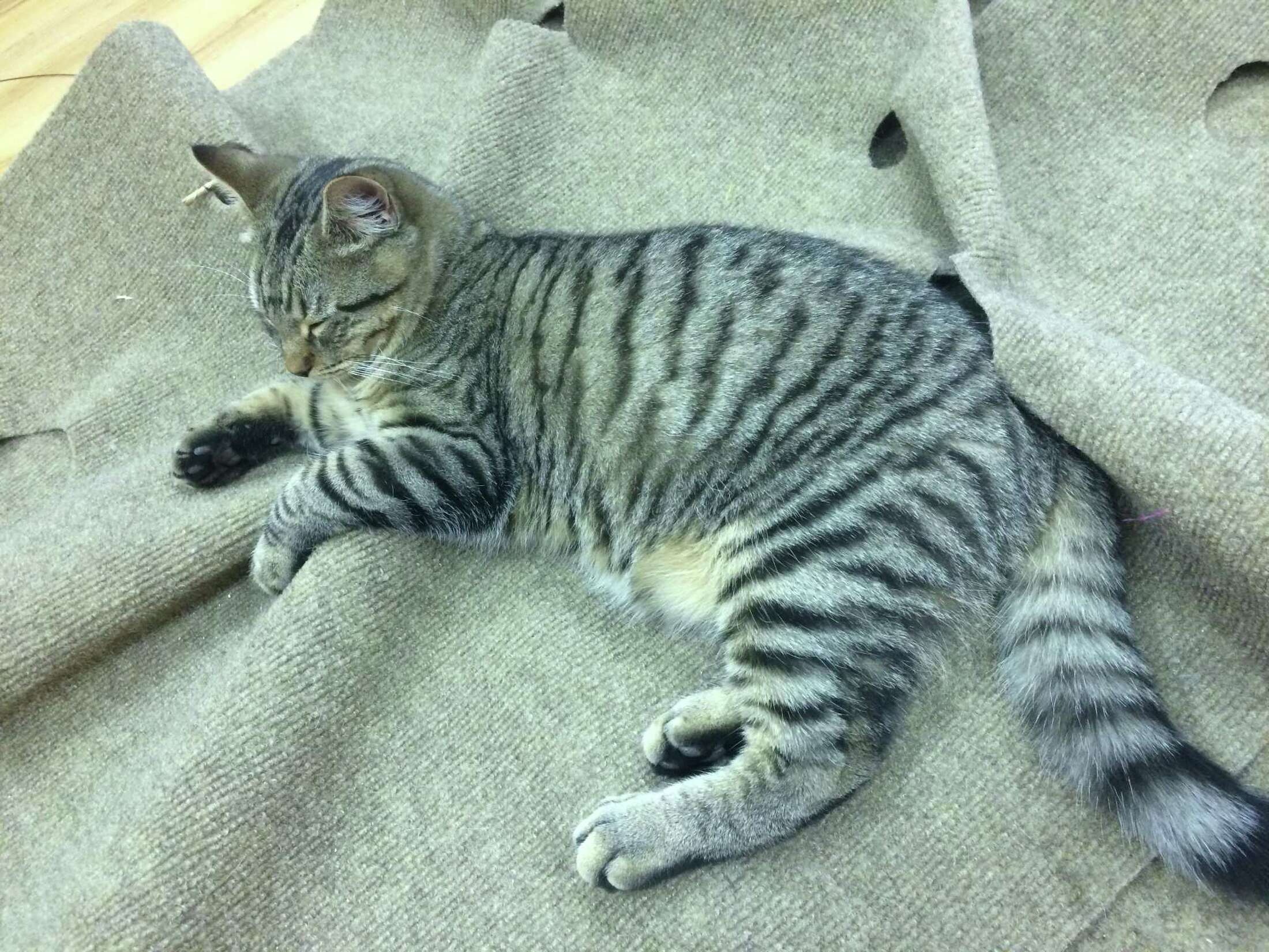 Cat cafe opens in New Haven’s Westville neighbhorhood